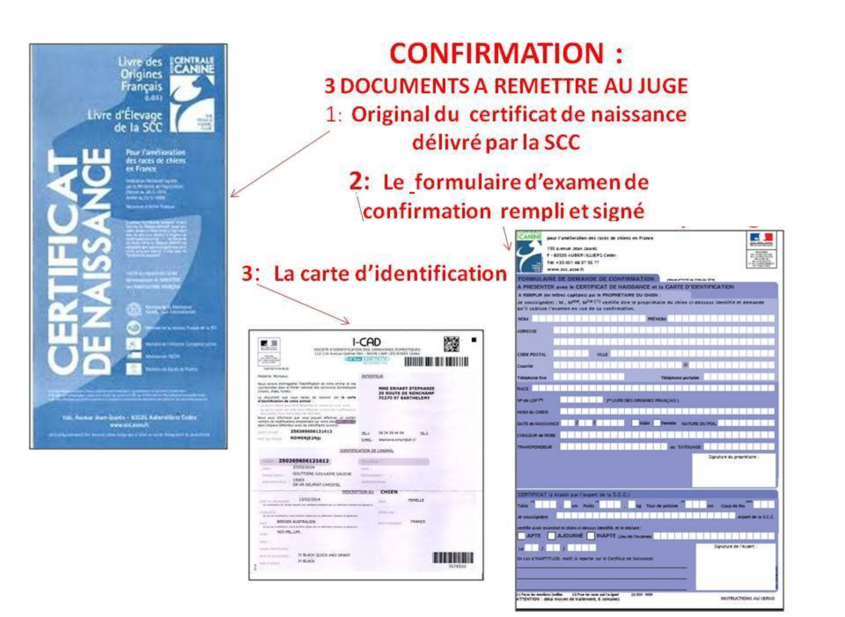 LES SEANCES DE CONFIRMATION | Société Centrale Canine